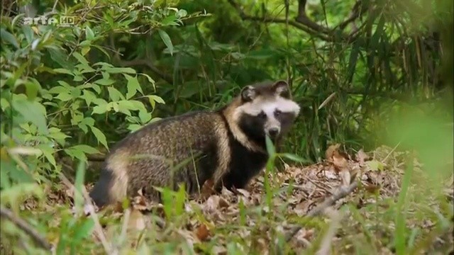 Naturopolis - Tokyo, de la mégapole à la ville-jardin
